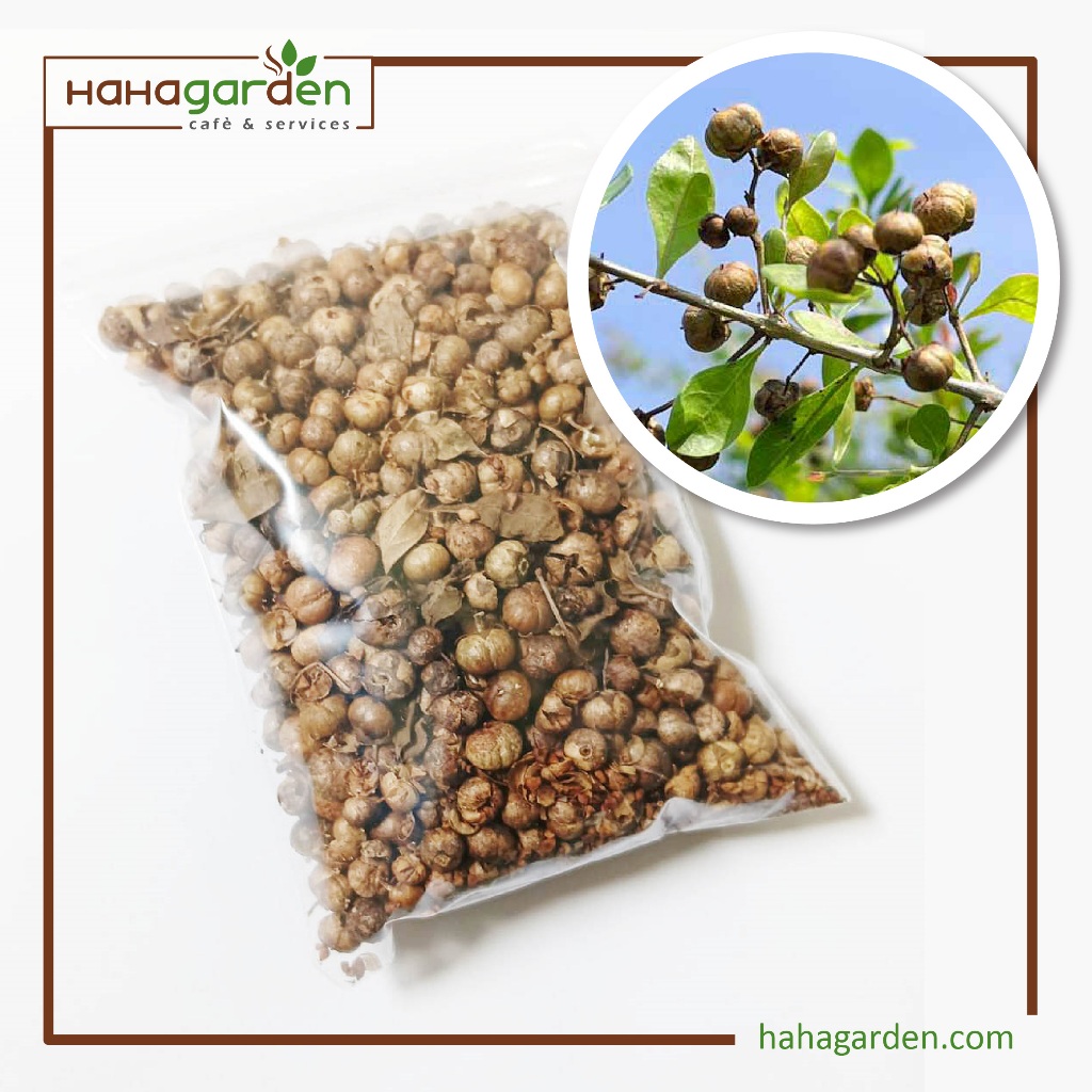 Biji Benih Pokok Inai/ Benih Pokok Inai/ Inai Merah/ Inai Seeds ...