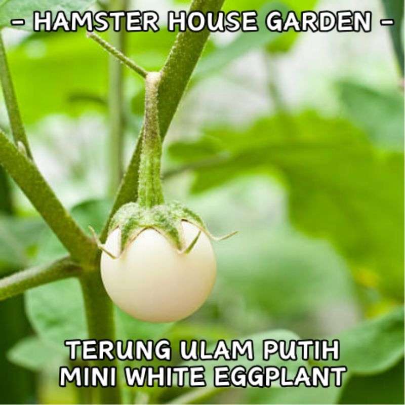 HSK [30pc] TERUNG ULAM PUTIH BULAT | MINI WHITE CHERRY EGGPLANT SEED ...