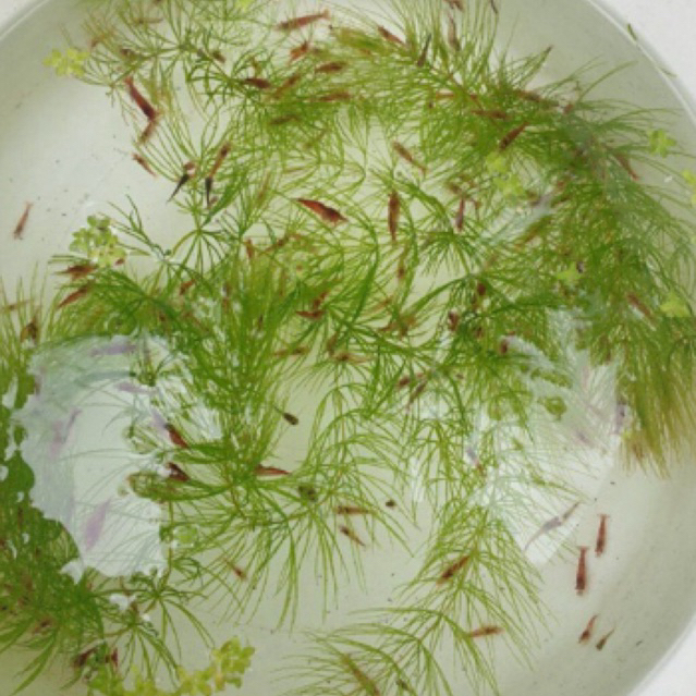 neocaradina red cherry hornwort hydrilla 50gram pallet | Shopee Malaysia