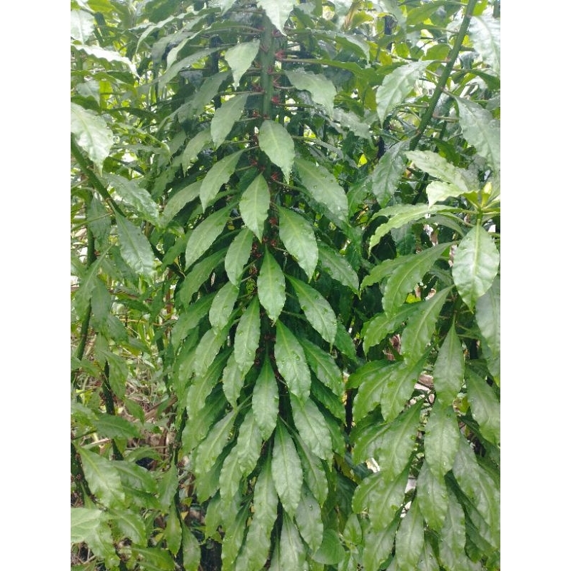 Pokok 7 Duri / Pokok Jarum 7 Bilah (daun Segar 50g) | Shopee Malaysia