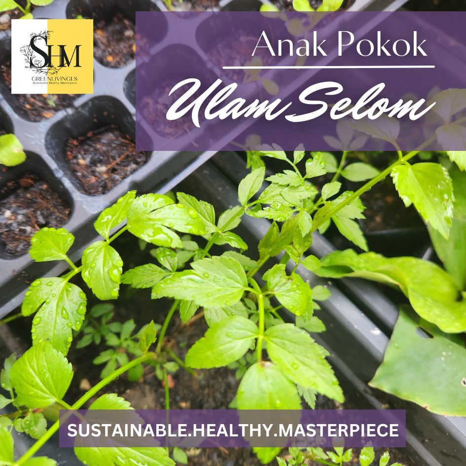 Anak Pokok Ulam Selom | Shopee Malaysia