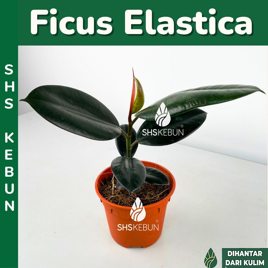 Pokok Ficus Elastica Rubber Plant 印度榕/橡胶榕/活植物 Live Plant Indoor Plants ...