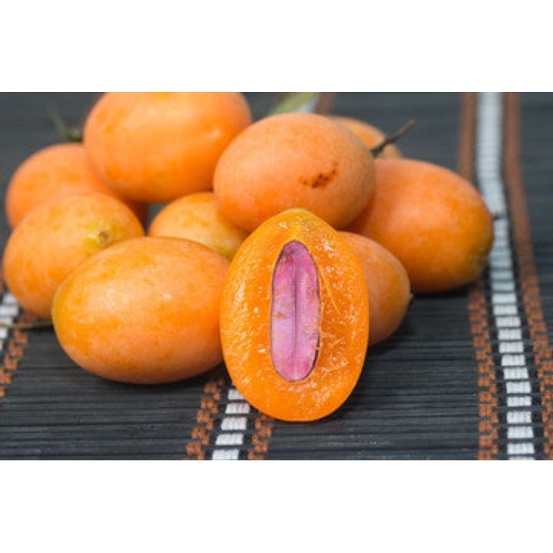 anak pokok buah setar/ kundang madu//Remnia/`plum mango plant; | Shopee ...