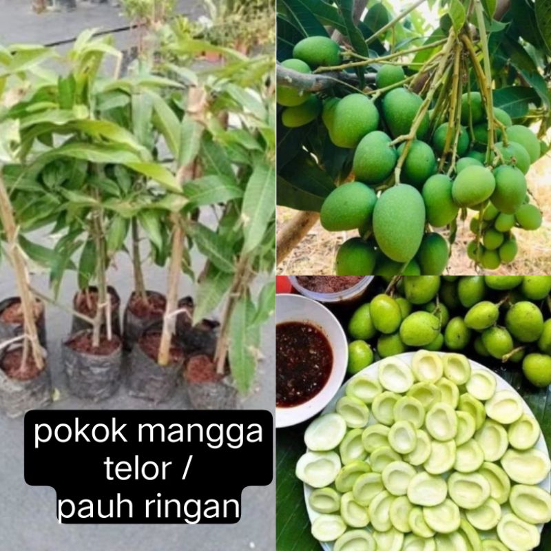 pokok mangga telor / pauh ringgan +freegif🎁 | Shopee Malaysia