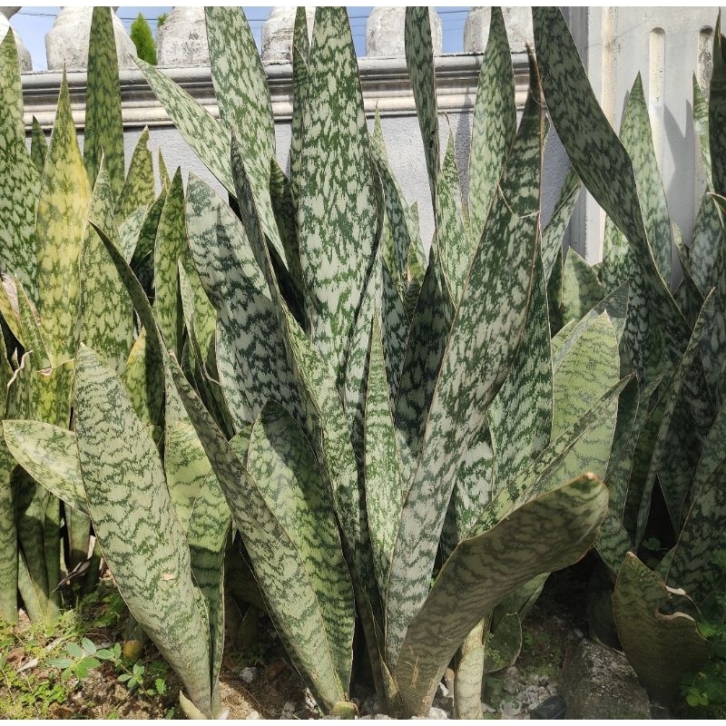 Pokok Lidah Buaya / Sansevieria Jaboa (2-5 Leaf) | Shopee Malaysia