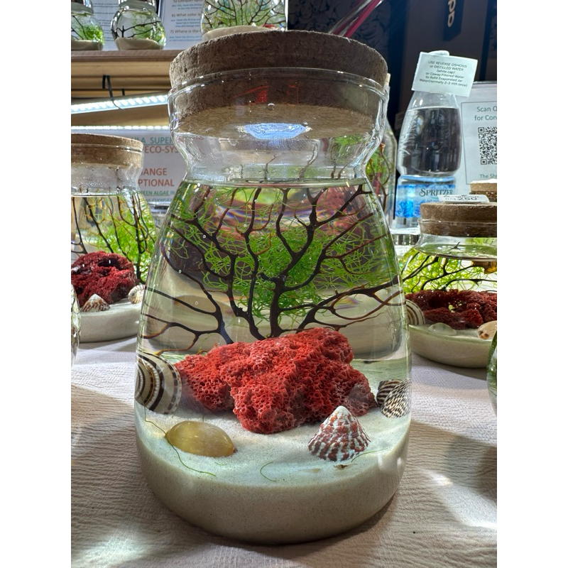 Opae Ula Shrimp in Bottle - 1L Type 5 Trapezoid Shape - The Shrimp ...