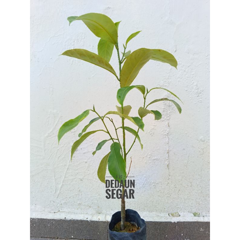 Anak Pokok Cempedak Penang King | Shopee Malaysia