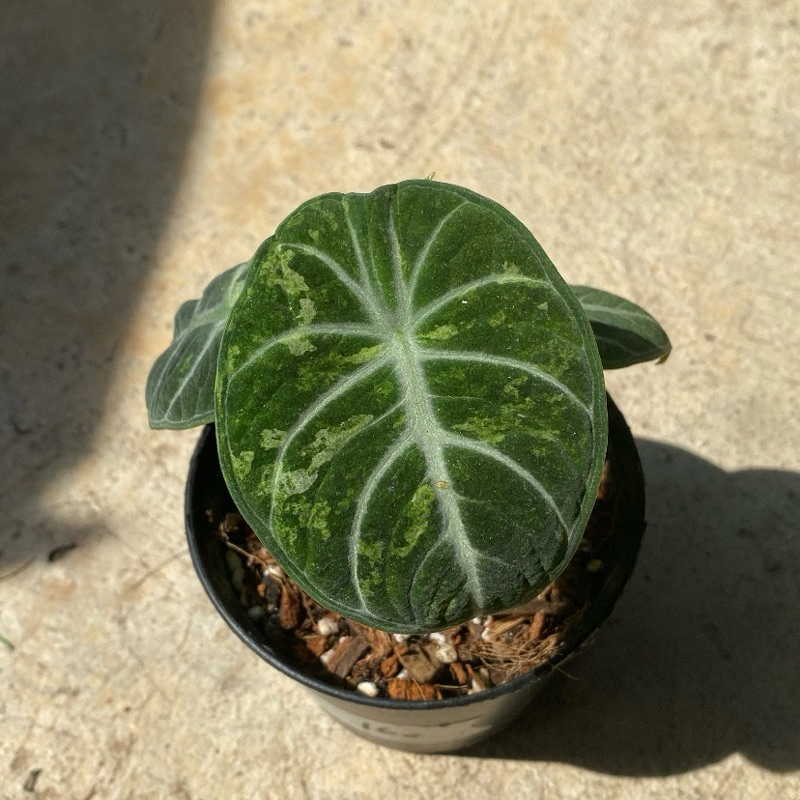 Alocasia Black Velvet Ninja Splash | Shopee Malaysia