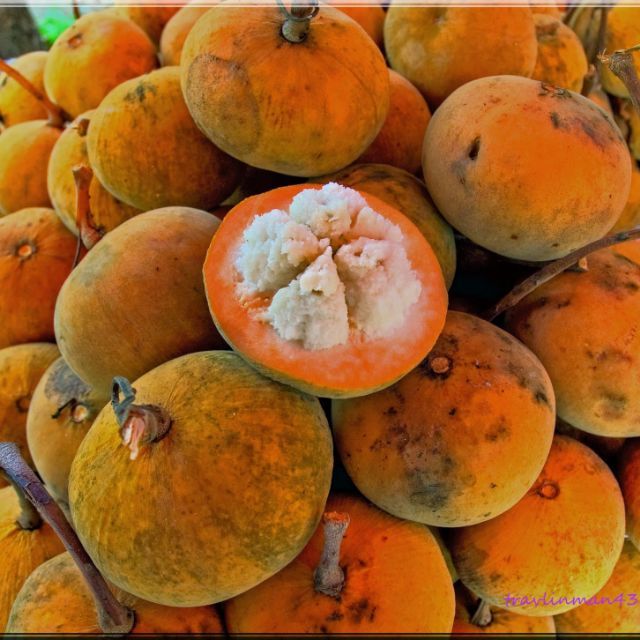 TIADA COD Anak Pokok Sentul/Setui Bangkok/Siam | Shopee Malaysia