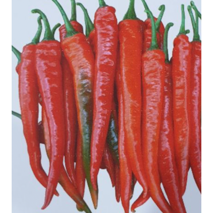 2000 Biji Benih Cili Besar Long Chilli Seed - 10g Pack | Shopee Malaysia
