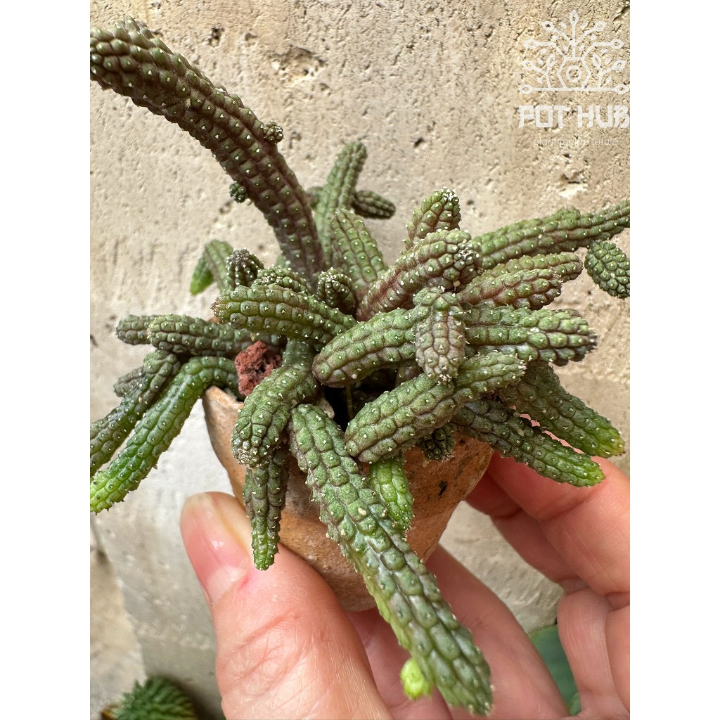 POTHUB Ready Stock Echidnopsis Ericiflora Lavranos | Shopee Malaysia