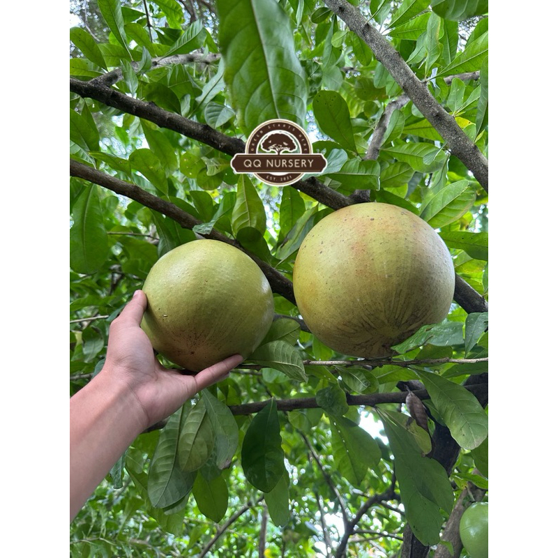 BUAH LABU KAYU MATANG SEGAR (3 ~ 4 BIJI) BUDGET FRIENDLY | Shopee Malaysia