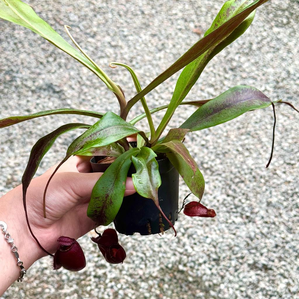 GPS Green Plant Society Monkey Cup Nepenthes Viking x Ampullaria Black ...