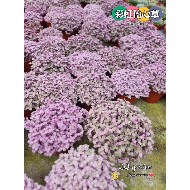 QQ-garden🌷Readystock‼️彩虹怡心草pink callisia(120&150mm pot)多肉植物盆栽succulents ...