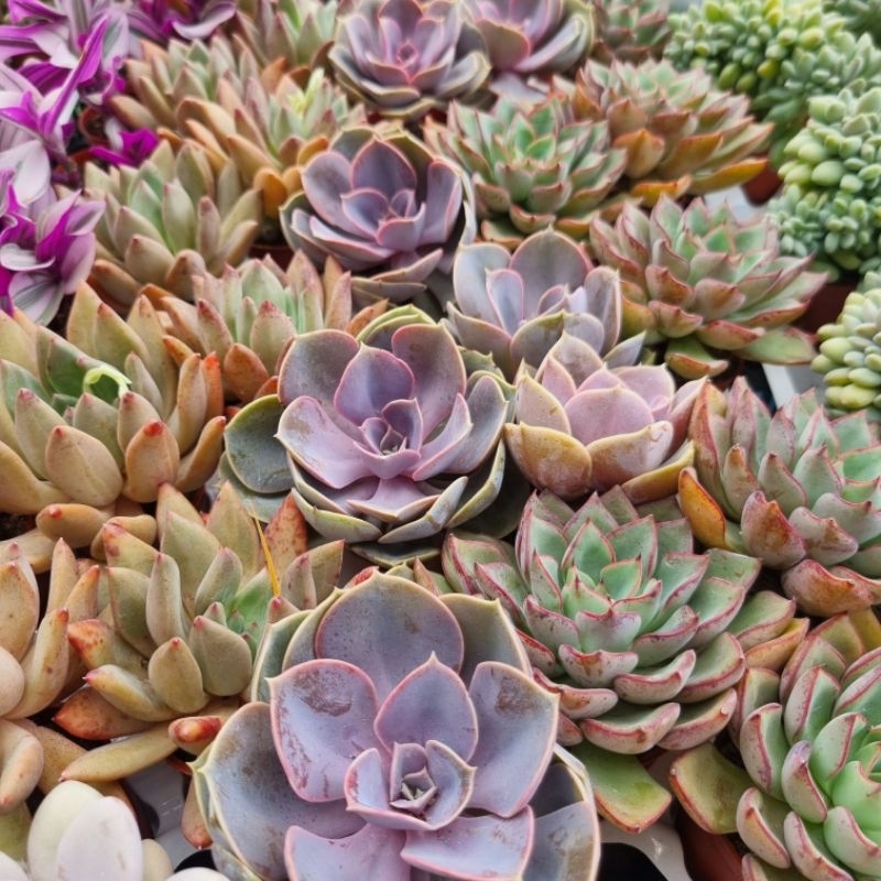 Live succulent plant (pot size 5cm) ready stock 多肉植物 (2m) | Shopee Malaysia