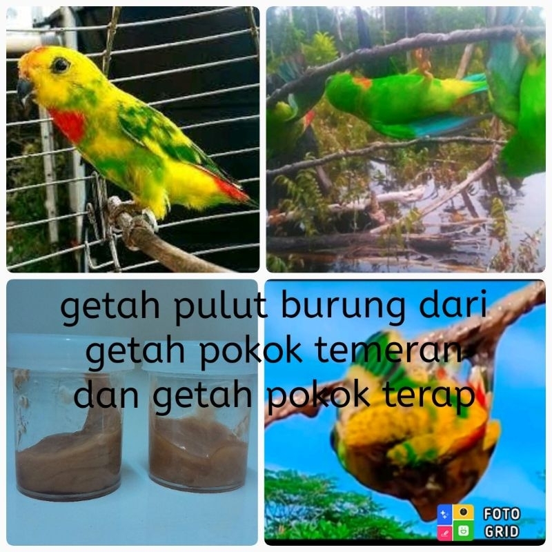 getah pulut burung serindit dan burung2 kecil yang lain | Shopee Malaysia
