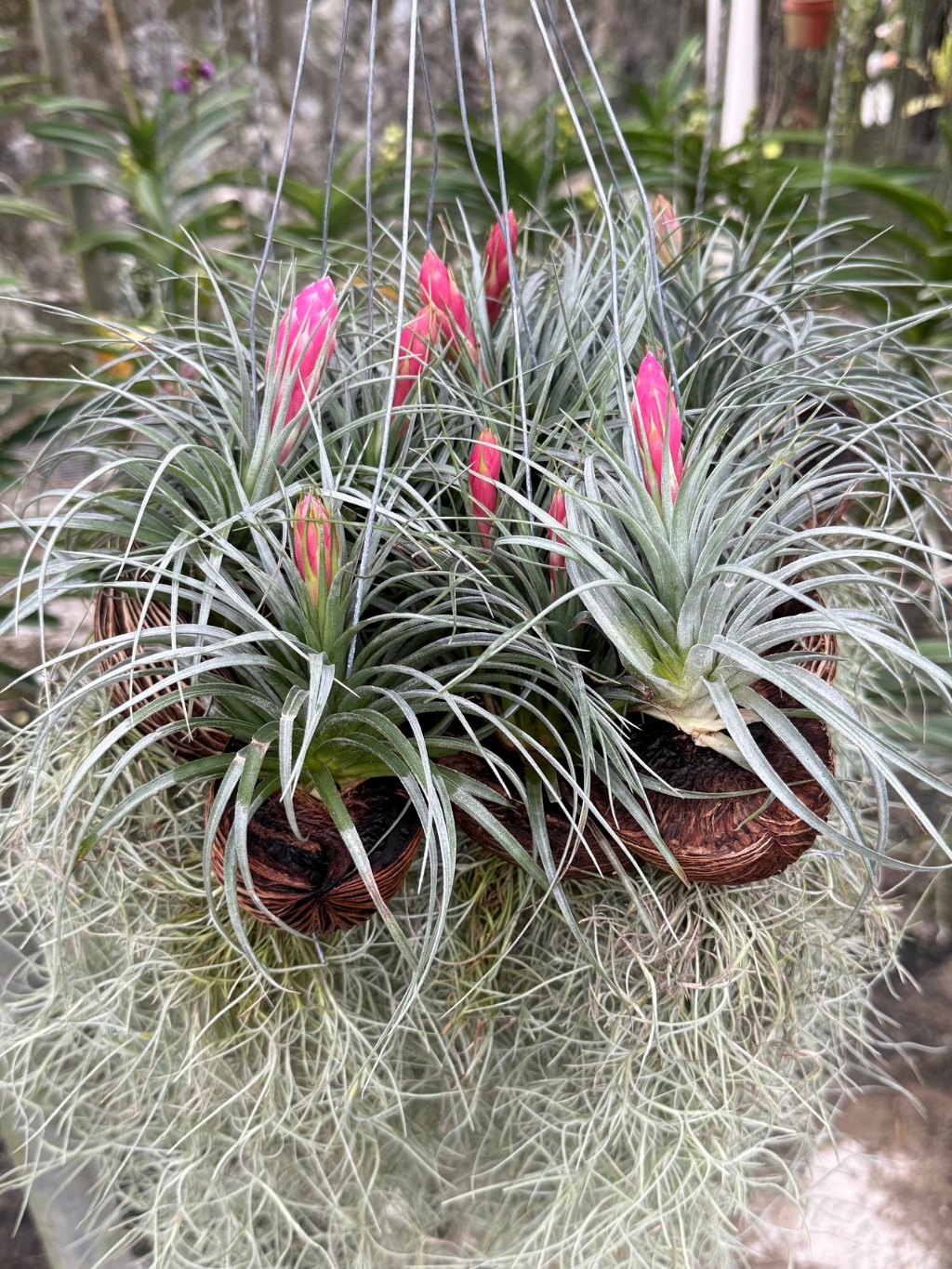 Tillandsia ionantha | Tillandsia Houston | Spanish moss | Mini ...