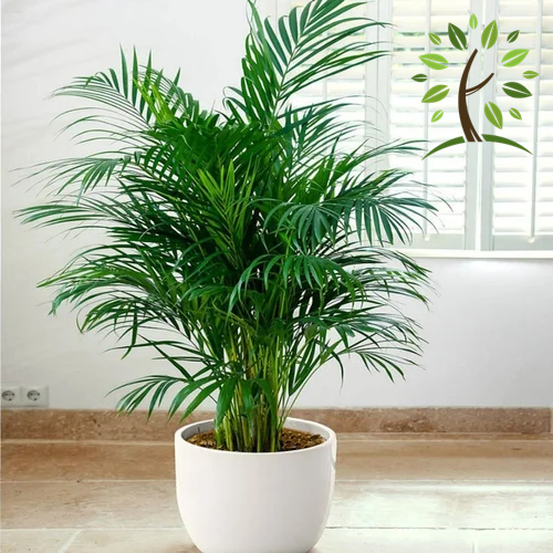 Berjaya Plant Nursery - Jawa Palm(Pokok Bunga Hidup/Pokok Hiasan Dalam ...