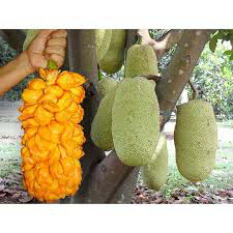 Pokok Cempedak Nangka (XL 3-4kaki Pokok) | Shopee Malaysia