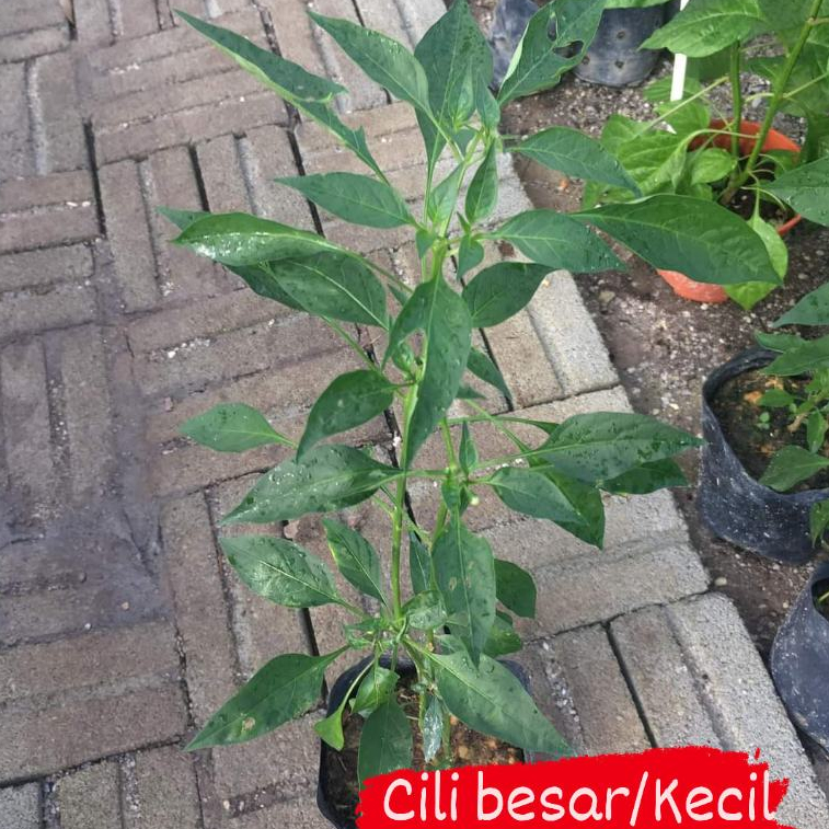 Anak pokok cili besar-RN Agro | Shopee Malaysia