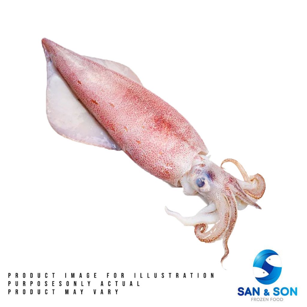 Squid 4/6 Inch per packet ( 10 to 20 pieces) San&son Sanandson | Shopee ...