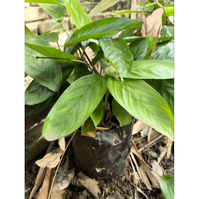Anak Pokok Lerek untuk lemang | Shopee Malaysia