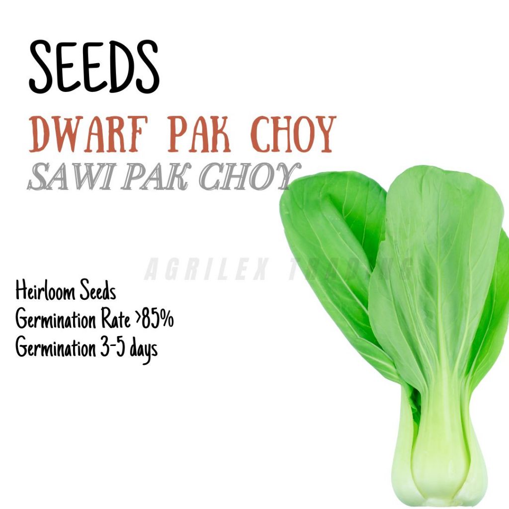 BENIH Pak Choy Kerdil | Dwarf Pak Choy Seeds 小白菜籽 青江菜籽 种子 | Shopee Malaysia