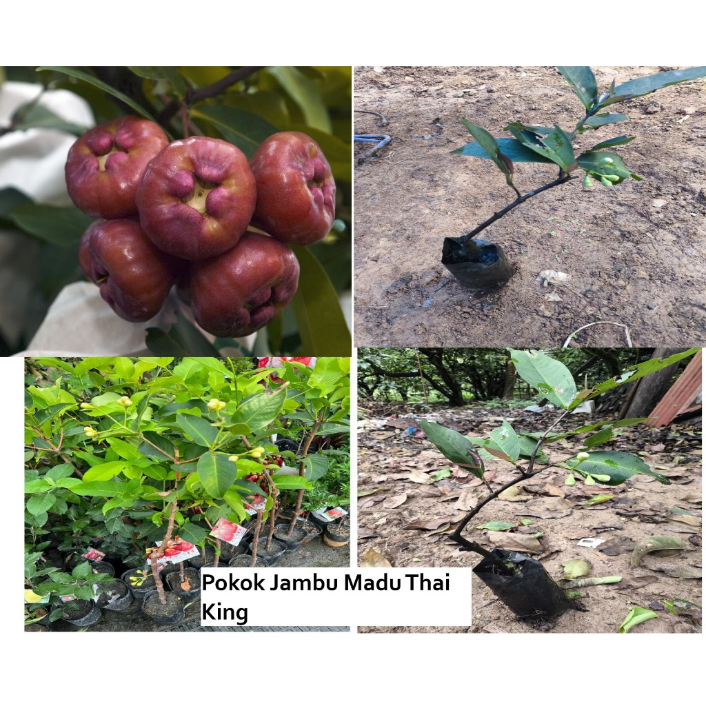 Pokok Jambu Madu Thai King Pokok Jambu Manis (tut) berbuah cepat黑金刚水翁🔥 ...