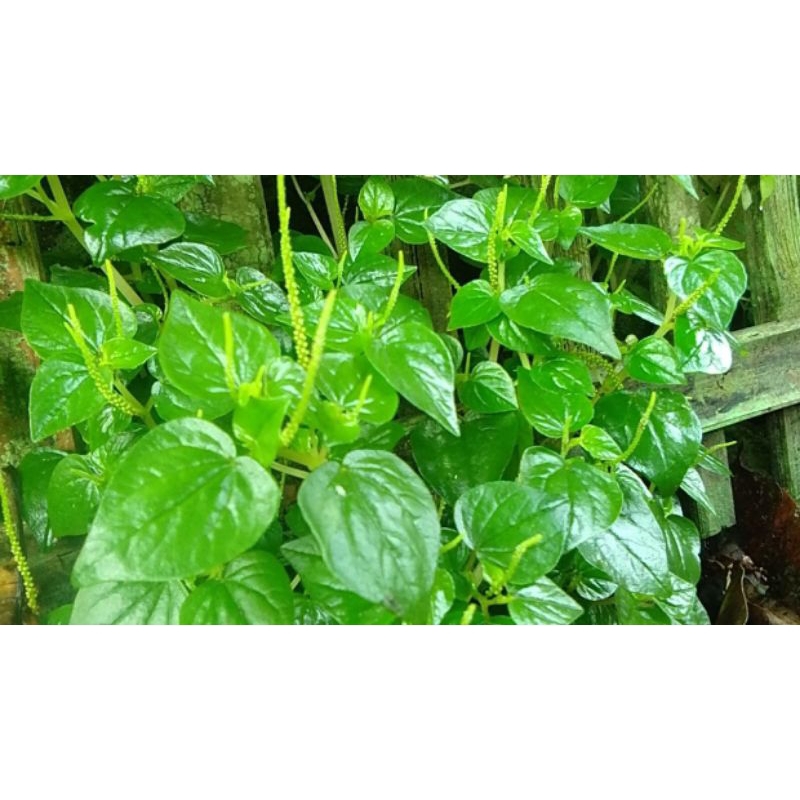 Pokok Daun Sireh Cina | Shopee Malaysia