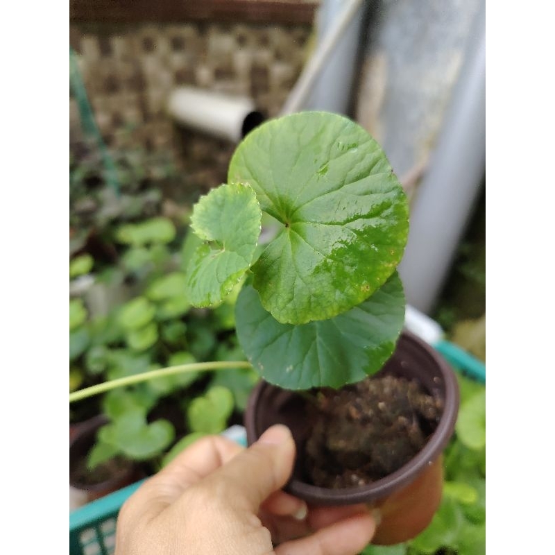 anak pokok pegaga kampung (ulam) / centella asiatica / 磞大碗 Pokok Ulam ...