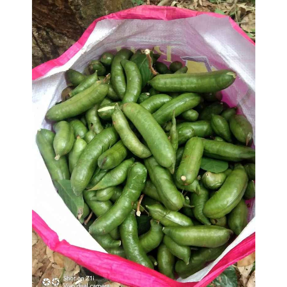 Buah Kerdas 500g dan 1kg/Buah Kerdas Kampung/Buah Genuak Kampung/Buah ...