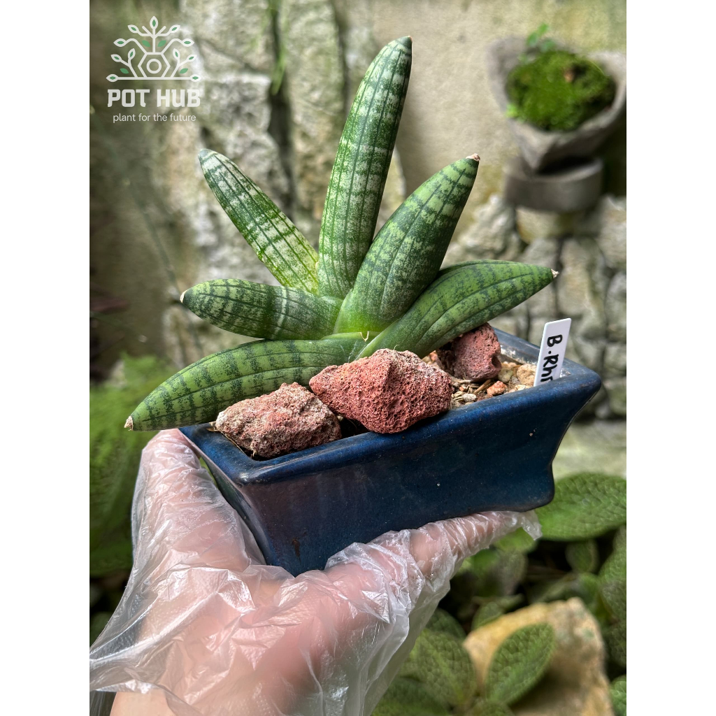 POTHUB Ready Stock Bare Root Sansevieria Black Rhino | Shopee Malaysia