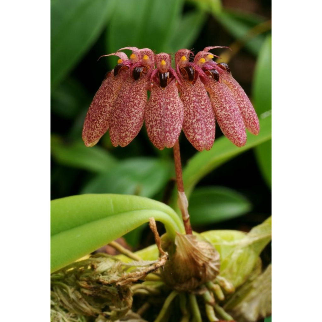 Bulbophyllum pulchellum | Shopee Malaysia