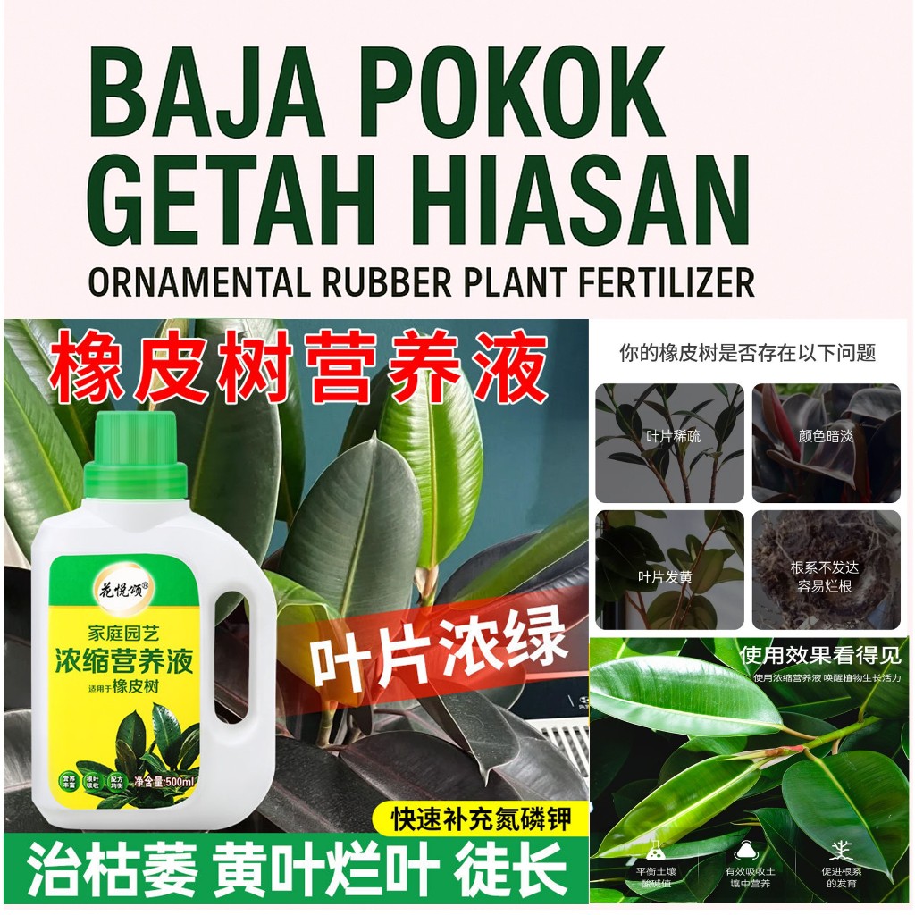 Baja Pokok Getah Hiasan | 橡皮树营养液 | Rubber Plant Fertilizer | Daun Hijau ...