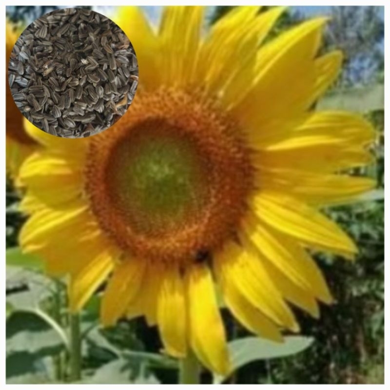 💥🌻25 benih bunga matahari gergasi |🌻 25 pcs of giant sunflower seeds🌻💥 ...