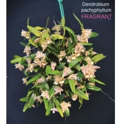 (Rare Fragrant Miniature Orchid) Dendrobium pachyphyllum - Fragrant ...