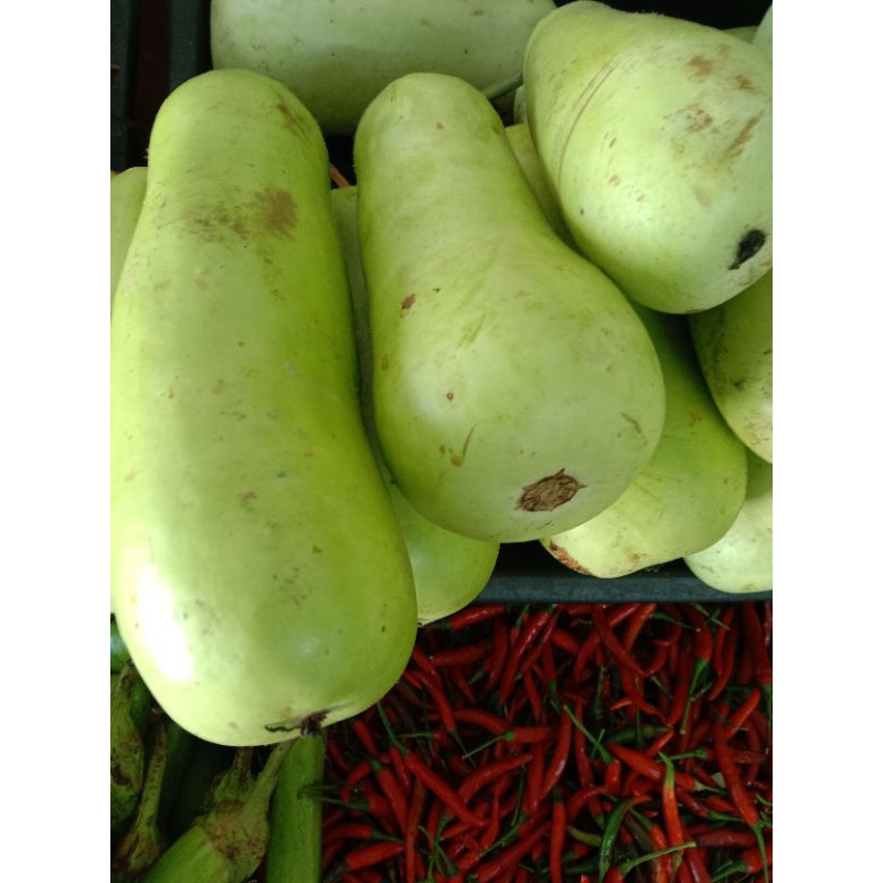 Buah labu air l water gourd | Shopee Malaysia
