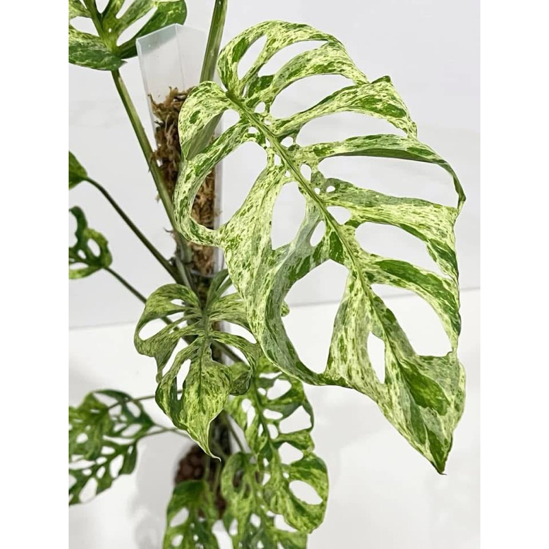 Monstera Laniata Mottled | Shopee Malaysia