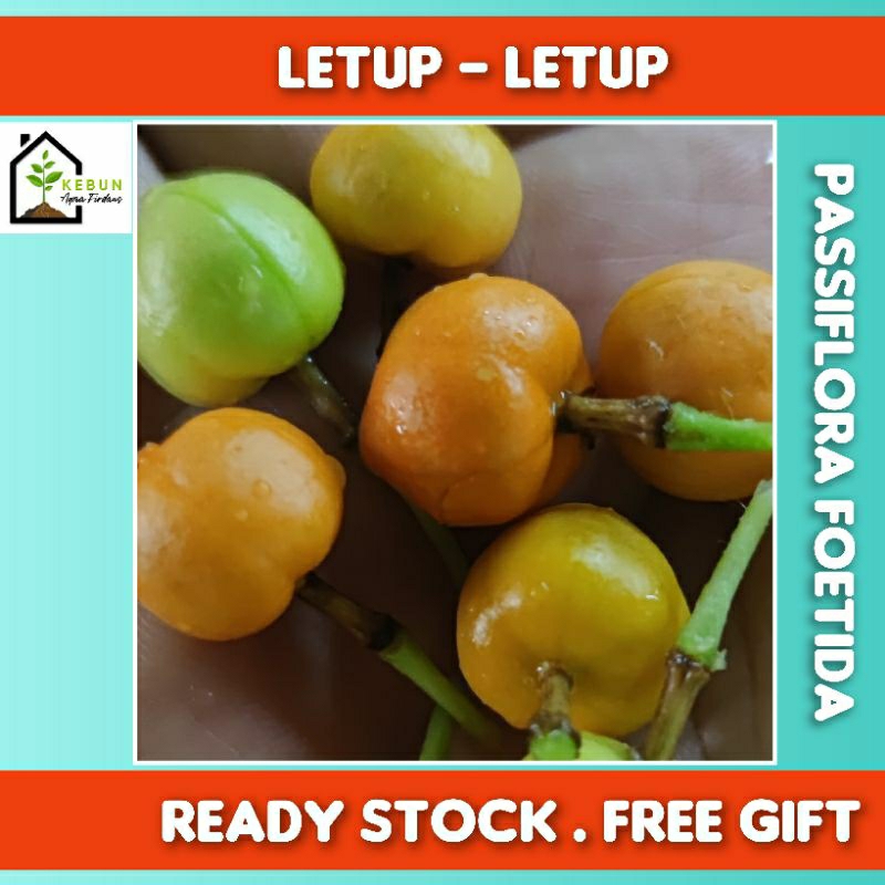 BIJI BENIH POKOK LETUP-LETUP 11 BIJI | Shopee Malaysia