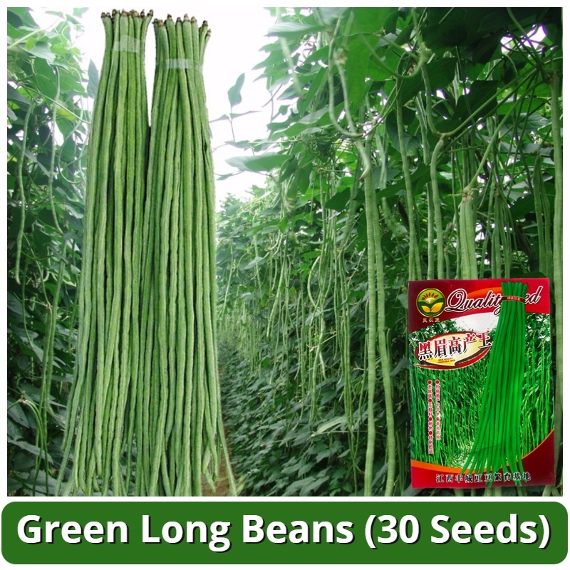 High Yield Green Long Beans Seeds (30 Seed) Cowpea Seeds Biji Benih ...
