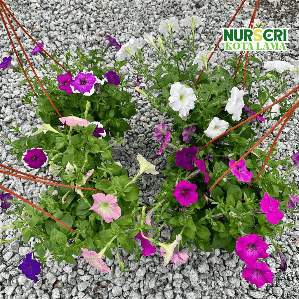 🔥OUTDOOR🔥 PETUNIA TREE / Pokok Petunia / Hanging / Gantung / 150mm Pots ...