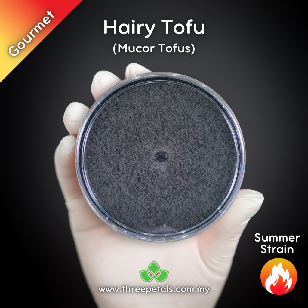 Hairy Tofu Mold (Mucor Tofus) Live Mycelium Mushroom Culture Spawn Seed ...