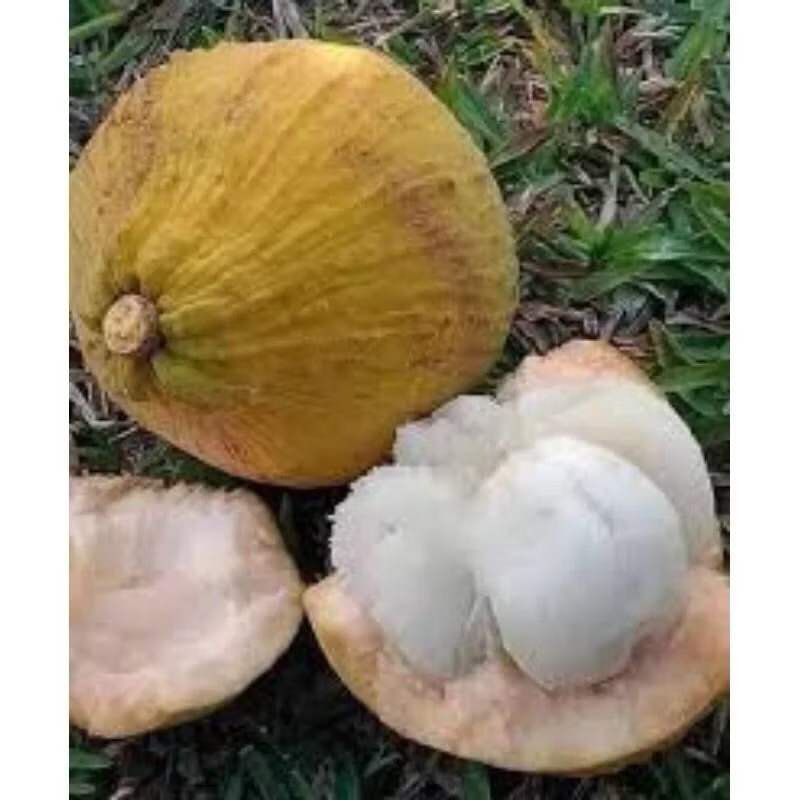 1 Biji Buah Setol Buah Sentul Buah Setoi Buah Seto Buah Sentol Kampung ...