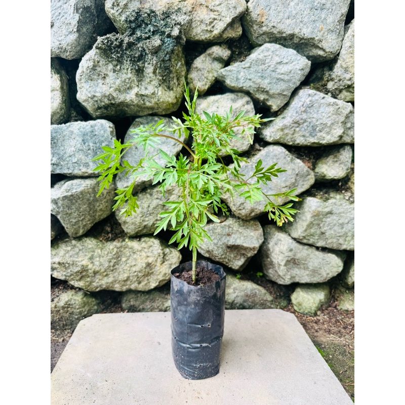 Pokok Ulam Raja / Cosmos caudatus Kunth / Anak Pokok Ulam Raja Dalam ...