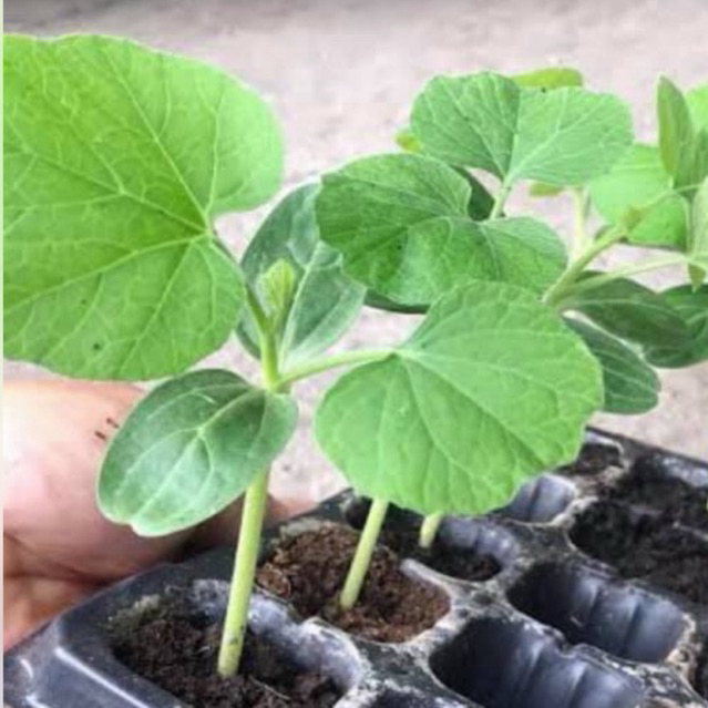 Anak Pokok Labu Kuning Dalam Polybag | Shopee Malaysia