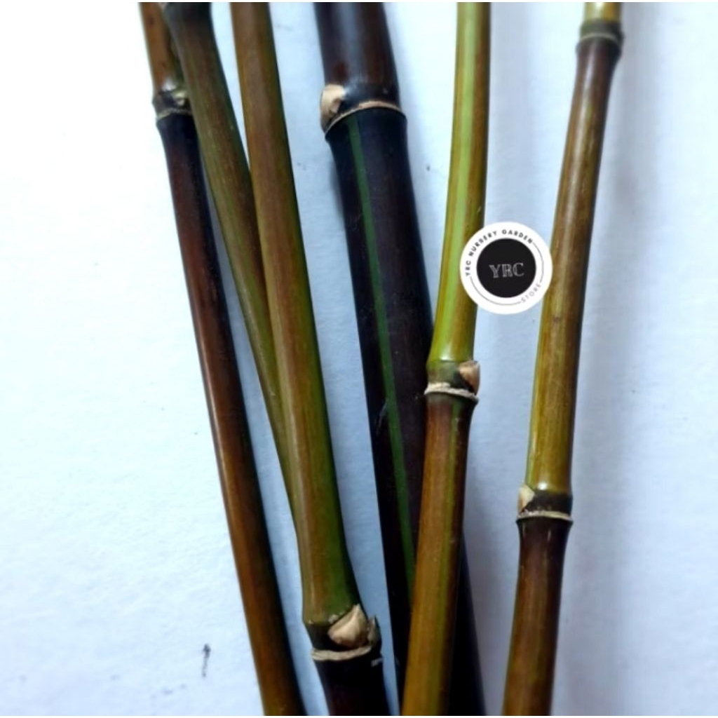 Keratan Batang Buluh KUNING / HITAM / Buluh PAGAR / Buluh Cina / Buluh ...