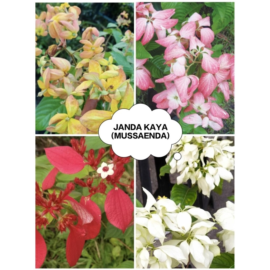 Pokok Bunga Janda Kaya ( Mussaenda Pubescens ) | Shopee Malaysia