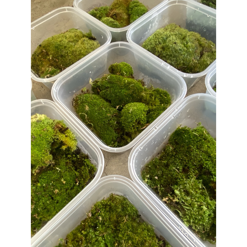 Moss (10cm box Moss)/ forest moss. | Shopee Malaysia