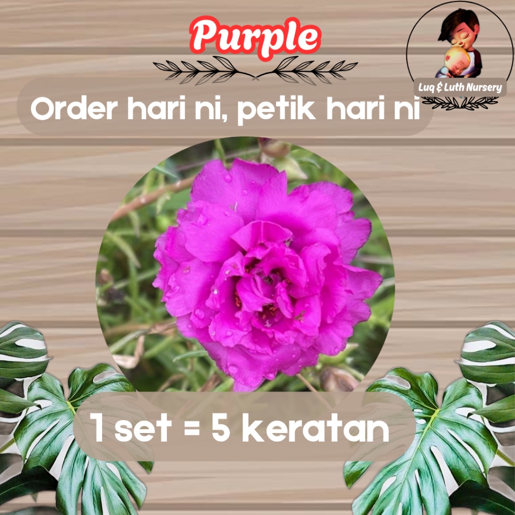 Ros Jepun 5 Keratan Carnation Purple Ros Jepun Keratan Japanese Rose ...