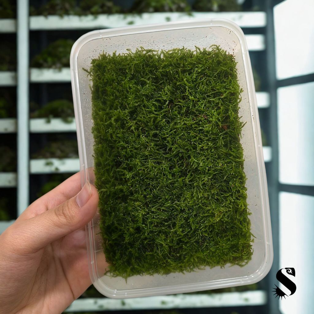 BUY 2 FREE 1🔥 Terrarium Moss, Terrarium, Paludarium, Vivarium, Live ...